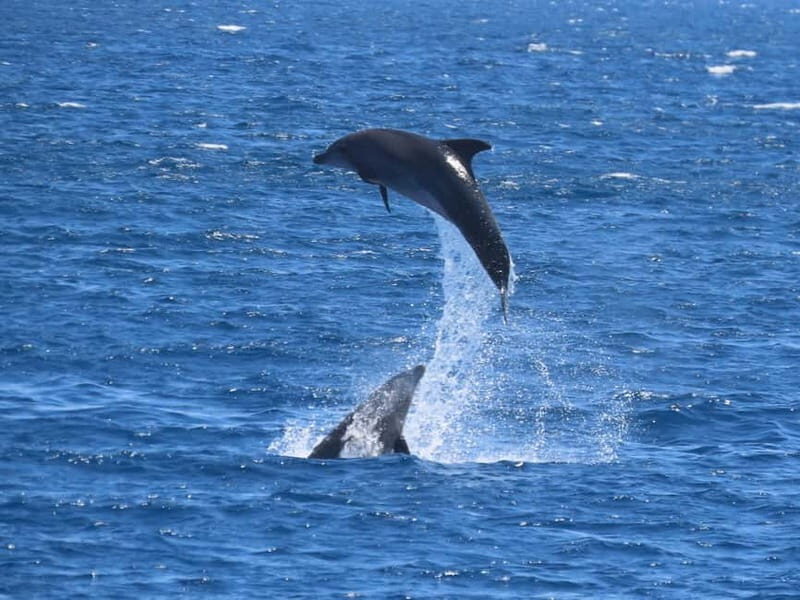 Kos: 3-Island Cruise with Lunch and Hotel Transfer - Who Will Love This Cruise?