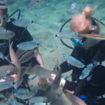 Kos: Beginner Scuba Diving at Pserimos Island - The Itinerary Breakdown