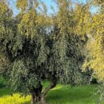 Kos Olive Oil Tasting & Farm Experience - Who Will Love This Experience?