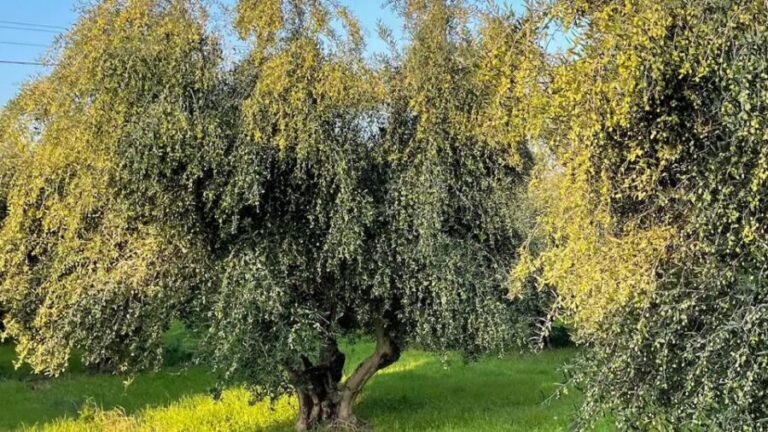 Kos Olive Oil Tasting & Farm Experience - Who Will Love This Experience?