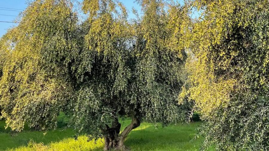 Kos Olive Oil Tasting & Farm Experience - Who Will Love This Experience?
