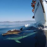 Kos: Small Group Full-Day Sailing with Meal, Drinks, & Swim - Authenticity and Value