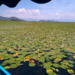 Kotor: Skadar Lake National Park with Wine Tasting - A Closer Look at the Tour Experience