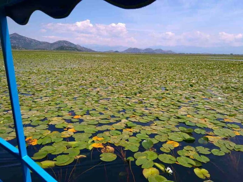 Kotor: Skadar Lake National Park with Wine Tasting - A Closer Look at the Tour Experience
