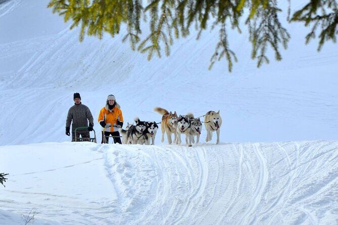 Kraków Full Dog Sled Ride - Practical Considerations