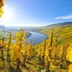 Kröv/Gut Hermes: Wine tour & tasting through the vineyard, winery, and sparkling wine production facility - The Practical Details