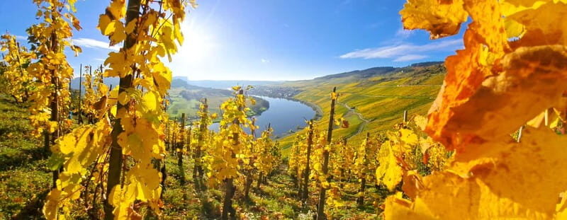 Kröv/Gut Hermes: Wine tour & tasting through the vineyard, winery, and sparkling wine production facility - The Practical Details