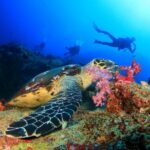 Kusadasi: Scuba Diving for Beginners w/Lunch & Transfer - What You Need to Know About the Experience