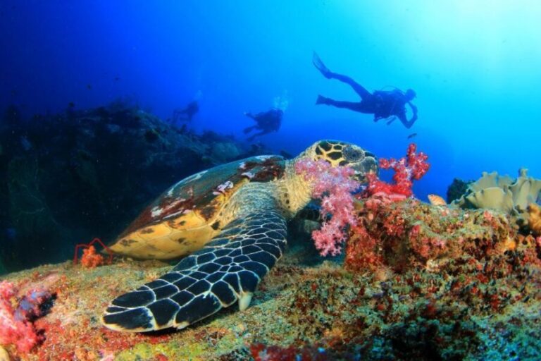 Kusadasi: Scuba Diving for Beginners w/Lunch & Transfer - What You Need to Know About the Experience