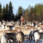 Kuusamo: Morning Feeding of Hundreds of Reindeer - What to Expect During the Tour