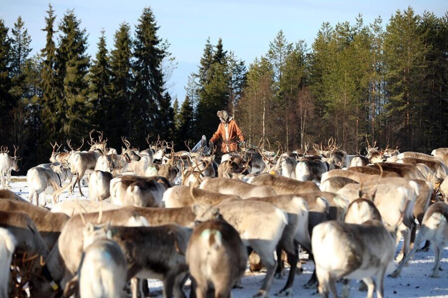 Kuusamo: Morning Feeding of Hundreds of Reindeer - What to Expect During the Tour
