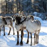 Kuusamo: Reindeer Farm Visit - The Value of the Experience