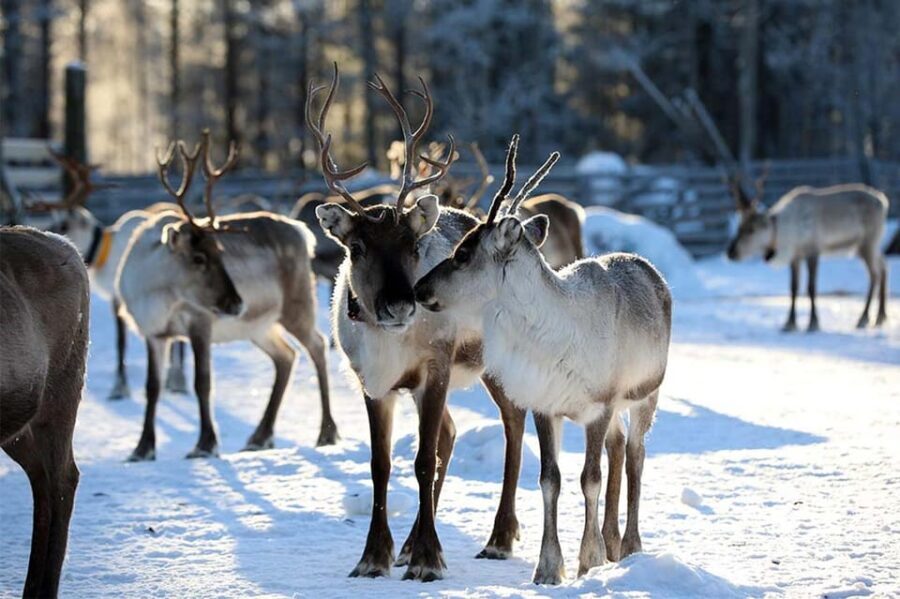 Kuusamo: Reindeer Farm Visit - The Value of the Experience