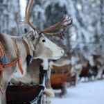 Kuusamo: Reindeer Sleigh Ride and Farm Visit - Concluding Thoughts