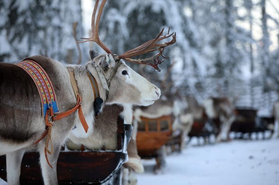 Kuusamo: Reindeer Sleigh Ride and Farm Visit - Concluding Thoughts