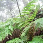La Gomera: The Rain Forest (national park) - An In-Depth Look at the La Gomera Rain Forest Tour