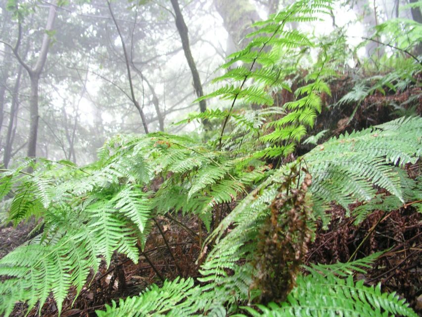 La Gomera: The Rain Forest (national park) - An In-Depth Look at the La Gomera Rain Forest Tour
