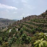 La Herradura Coffee Farm: tour in Europe's only plantation - Introduction: Why You Should Consider This Tour
