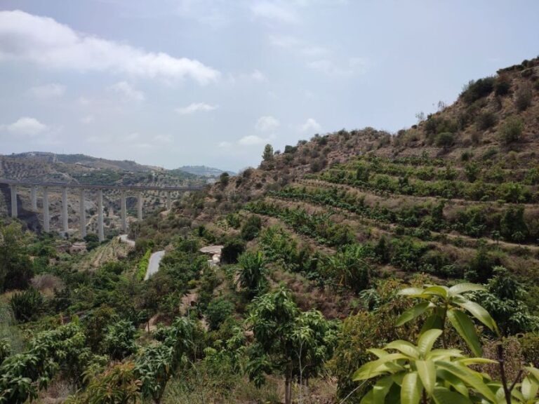 La Herradura Coffee Farm: tour in Europe's only plantation - Introduction: Why You Should Consider This Tour