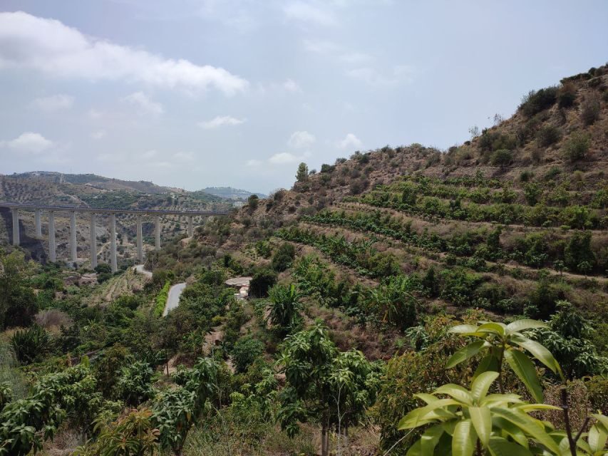 La Herradura Coffee Farm: tour in Europe's only plantation - Introduction: Why You Should Consider This Tour