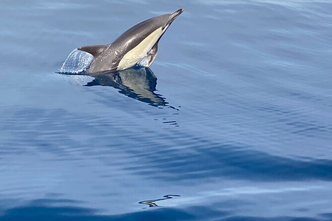 La Herradura: Sailboat with a view of Dolphins-Private - Why This Tour Offers Great Value