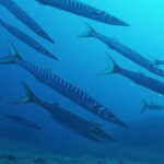 La Maddalena Archipelago & Lavezzi: Adventure Dives trip - What Makes This Tour Stand Out?