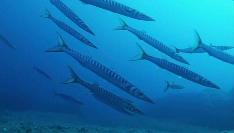 La Maddalena Archipelago & Lavezzi: Adventure Dives trip - What Makes This Tour Stand Out?