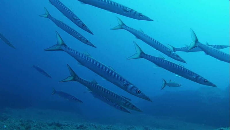 La Maddalena Archipelago & Lavezzi: Adventure Dives trip - What Makes This Tour Stand Out?