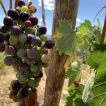 La Maliosa Farm Experience & Wine Tasting - Practical Tips for Your Visit
