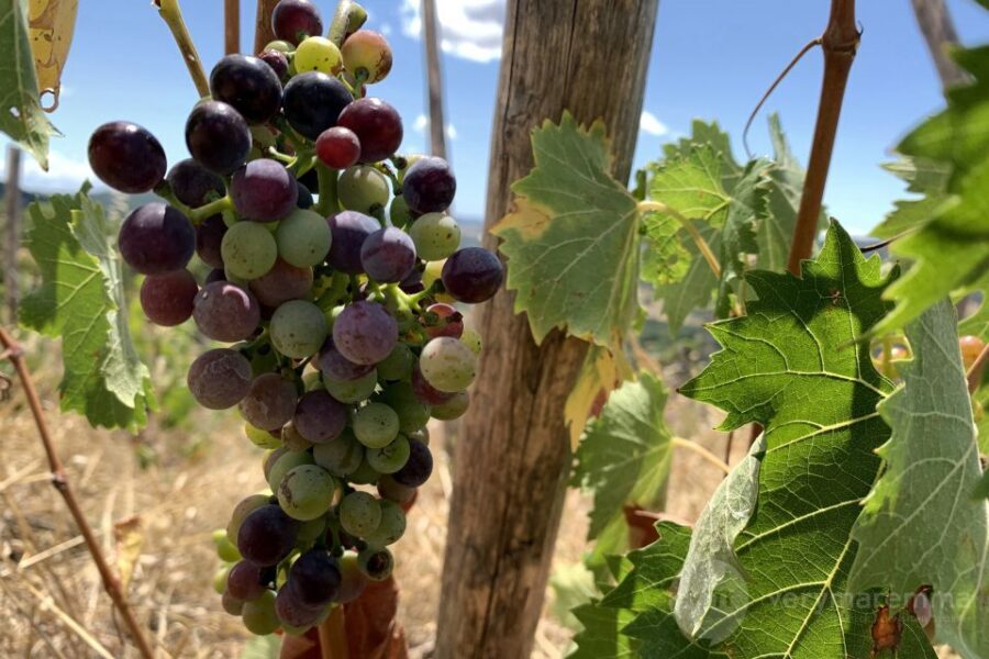 La Maliosa Farm Experience & Wine Tasting - Practical Tips for Your Visit