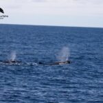 La Palma: 3-Hour Dolphin and Whale Watching Experience - Who Will Love This Tour?
