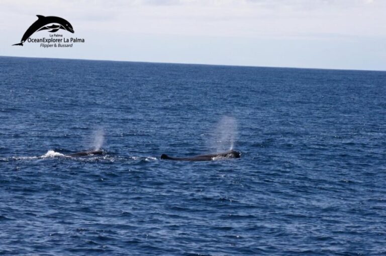 La Palma: 3-Hour Dolphin and Whale Watching Experience - Who Will Love This Tour?