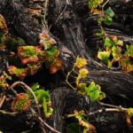 La Palma: Bodegas Teneguia Winery Tour with Wine Tasting - Bonus Highlights