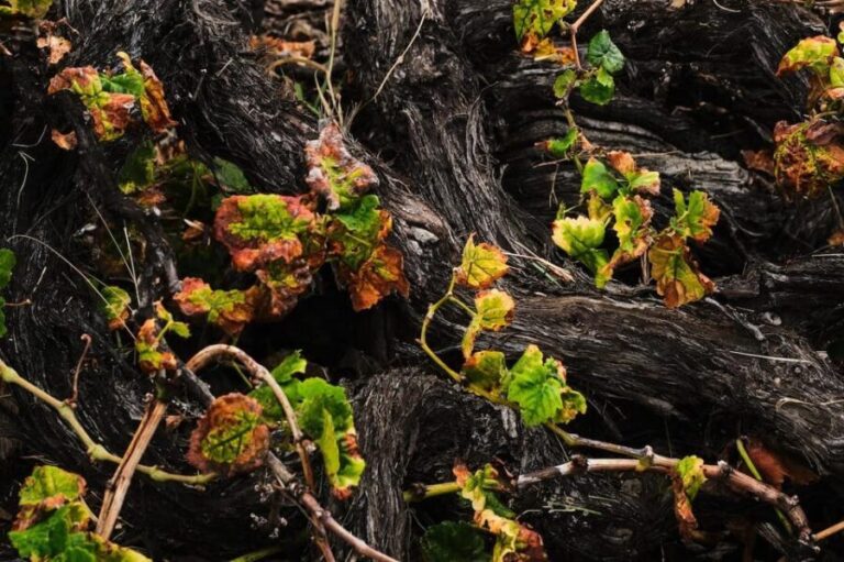 La Palma: Bodegas Teneguia Winery Tour with Wine Tasting - Bonus Highlights