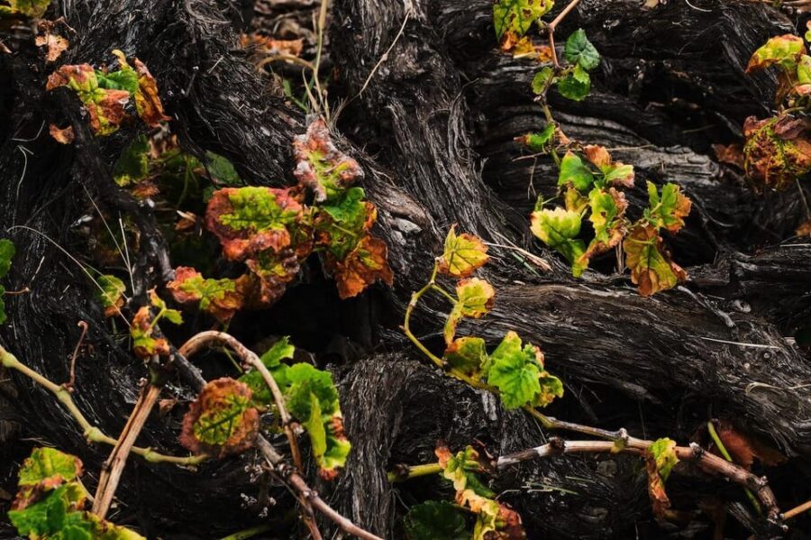 La Palma: Bodegas Teneguia Winery Tour with Wine Tasting - Bonus Highlights