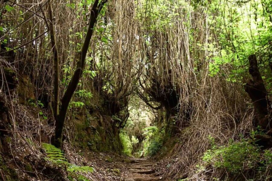 La Palma: Guided Trekking Tour To Cubo de la Galga - The Overall Value