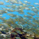 La Palma: SSI Try Scuba Program - The Logistics and Practicalities