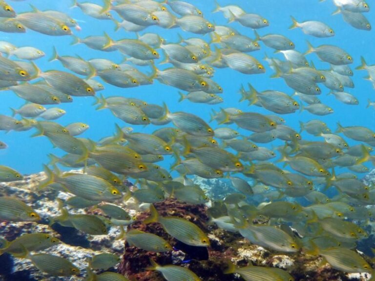 La Palma: SSI Try Scuba Program - The Logistics and Practicalities