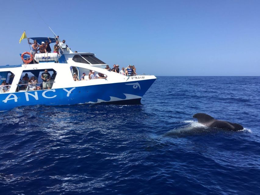 La Palma: Wildlife Viewing and Cumbre Vieja Boat Tour - Who Would Love This Tour?
