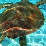 Laganas Zakynthos: Marathonissi, Keri Caves and Turtles Spot - Key Points