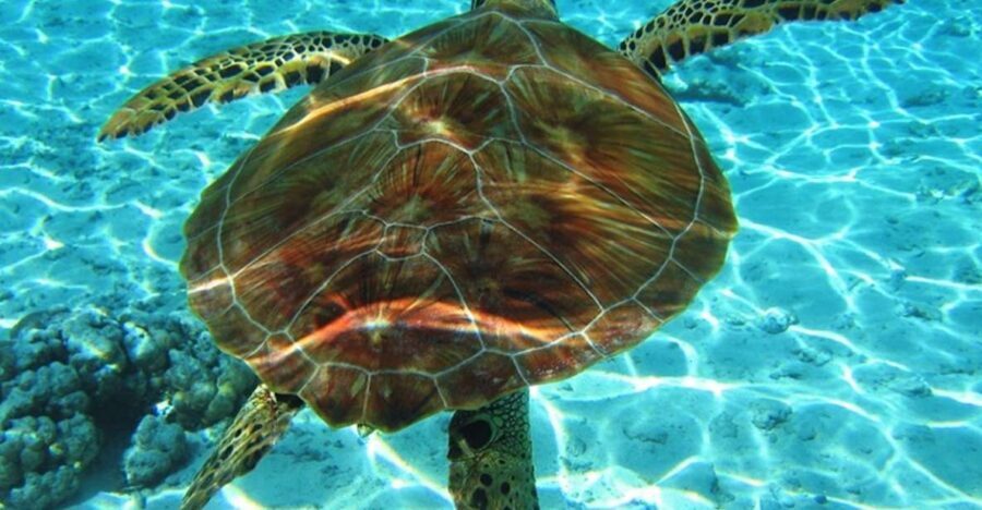 Laganas Zakynthos: Marathonissi, Keri Caves and Turtles Spot - Key Points