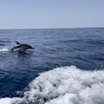 Lagoa: Dolphin Watching & Benagil Tour with Biologist Guide - Why This Tour Is Worth Your Time