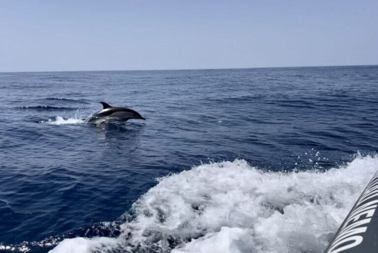 Lagoa: Dolphin Watching & Benagil Tour with Biologist Guide - Why This Tour Is Worth Your Time