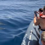 Lagoa: Dolphins Expedition with biologist guide on board - The Practicalities: Cost, Comfort, and Expectations