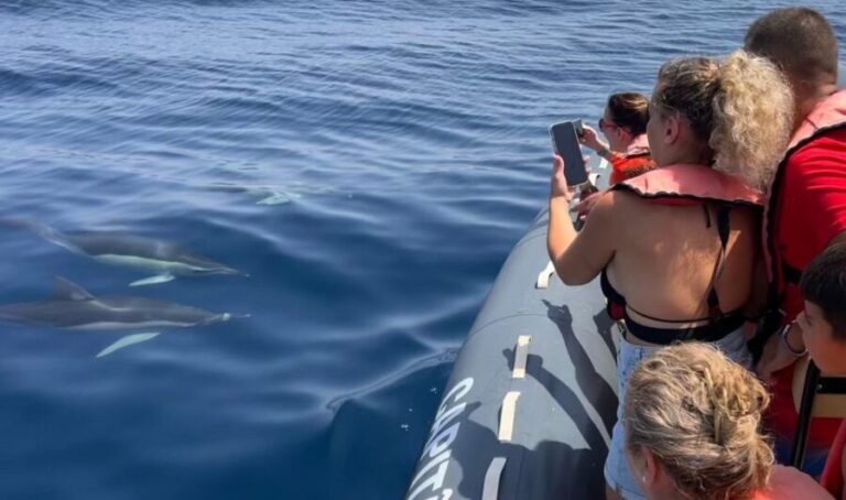 Lagoa: Dolphins Expedition with biologist guide on board - The Practicalities: Cost, Comfort, and Expectations
