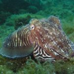 Lagos: 2 Dives on the local Reefs (FOR CERTEFID DIVERS ONLY) - Pricing and Value