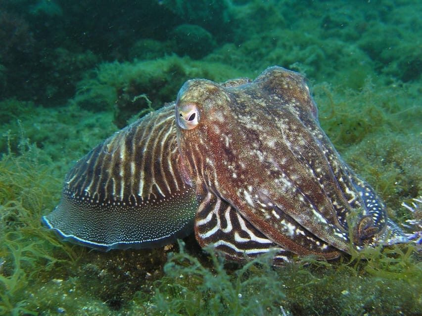 Lagos: 2 Dives on the local Reefs (FOR CERTEFID DIVERS ONLY) - Pricing and Value