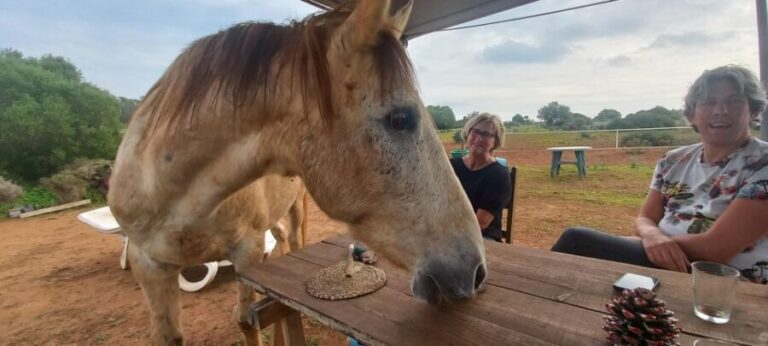 Lagos: A walk with a rescued horse at the sanctuary - What to Expect: From Introduction to Reflection
