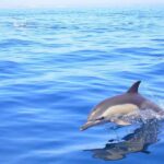 Lagos: Dolphin Watching with Professional Marine Biologists - Who Will Love This Tour