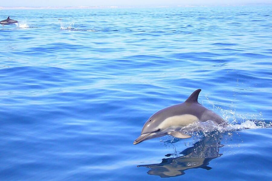 Lagos: Dolphin Watching with Professional Marine Biologists - Who Will Love This Tour